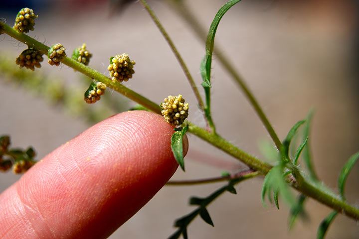 How ragweed pollen can worsen your allergies in September